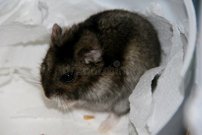 Portrait of gray hamster stock photo. Image of green - 106943302