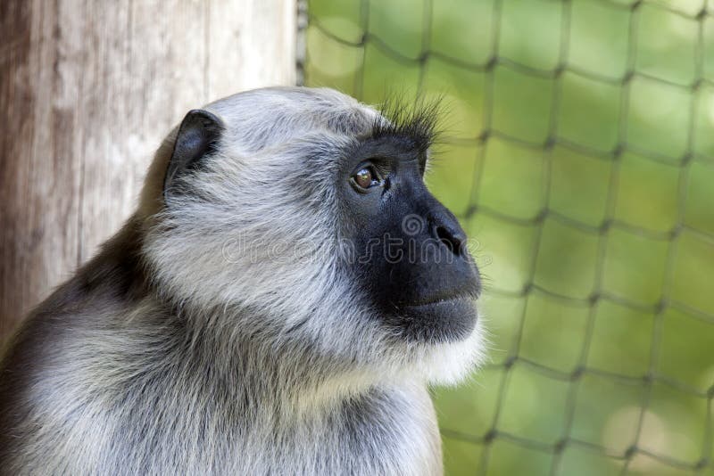 Gray langur monkey stock image. Image of jungle, ground - 99201365