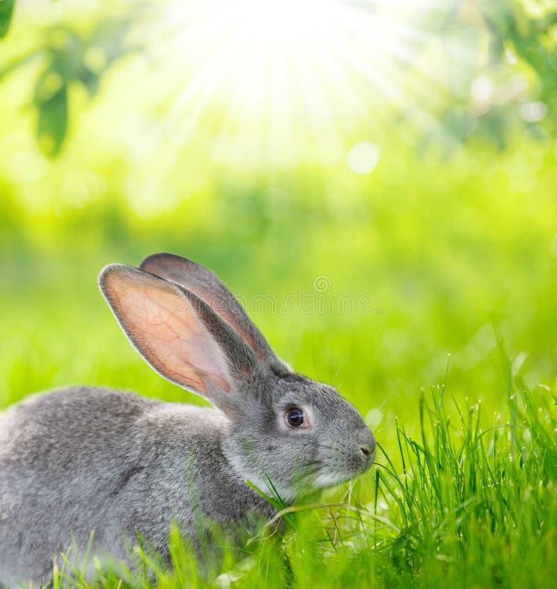 Gray rabbit in green grass stock photo. Image of fluffy - 41018186