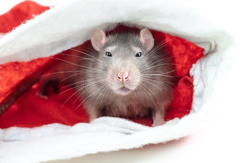 Portrait of a Gray Rat with Black Eyes and Big Mustache Close-up Cute ...