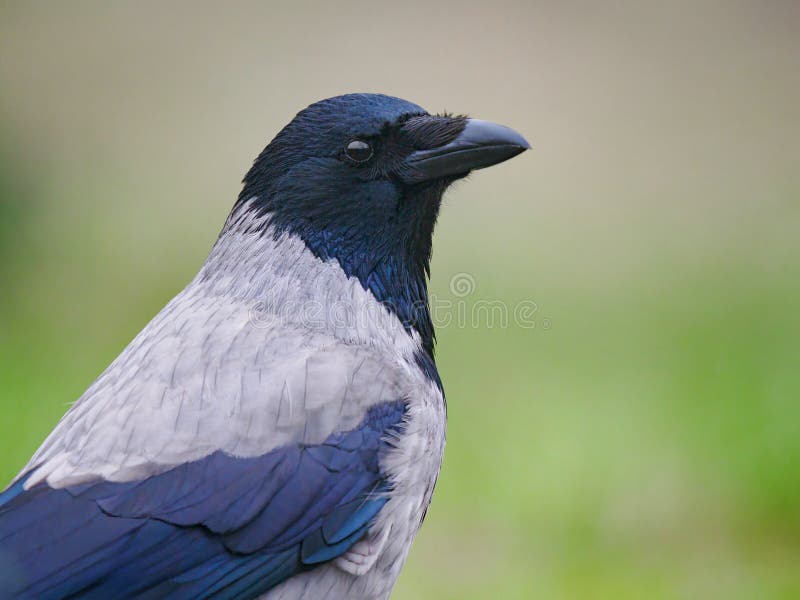 Portrait of a gray raven stock image. Image of wildlife - 320487525