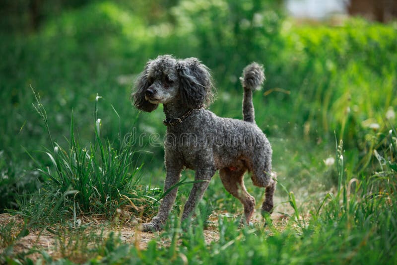 190 Toy Poodle Grey Stock Photos - Free & Royalty-Free Stock Photos ...