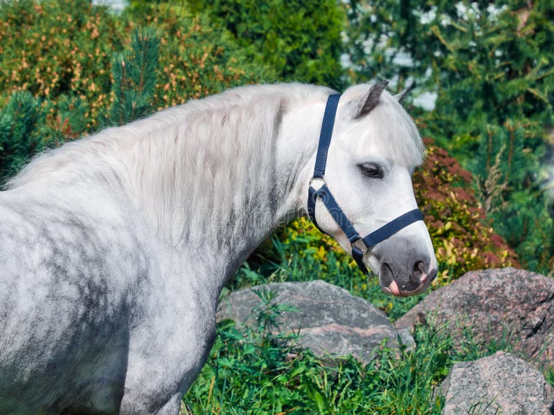 117 Gray Welsh Pony Stock Photos - Free & Royalty-Free Stock Photos ...