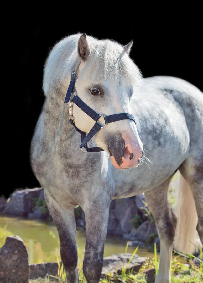 117 Gray Welsh Pony Stock Photos - Free & Royalty-Free Stock Photos ...