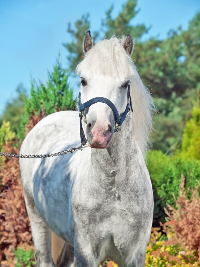 117 Gray Welsh Pony Stock Photos - Free & Royalty-Free Stock Photos ...