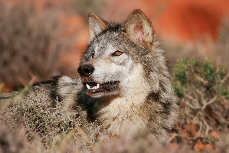 1,149 Desert Wolf Stock Photos - Free & Royalty-Free Stock Photos from ...