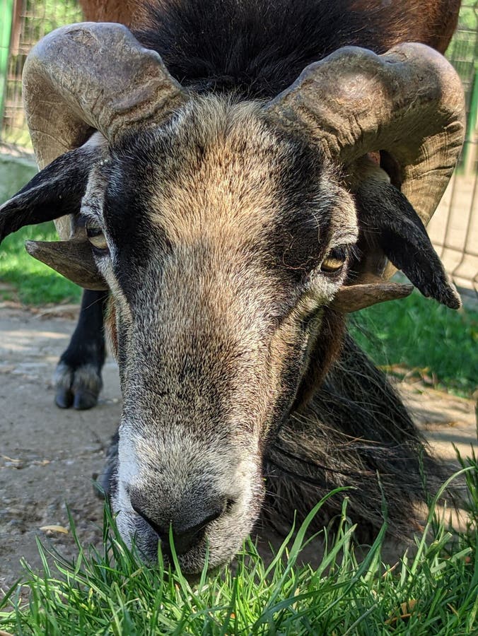 Portrait of a Grazing Goat on a Sunny Day Stock Image - Image of face ...