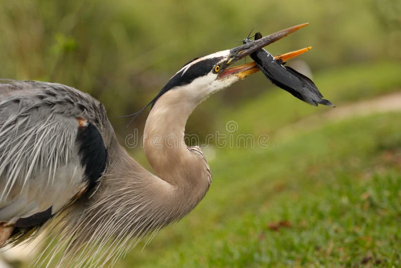 Portrait of Great Blue Heron Eating Fish Stock Photo - Image of eating ...