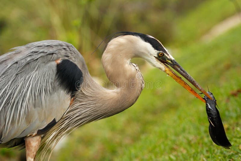 Portrait of Great Blue Heron Eating Fish Stock Photo - Image of florida ...