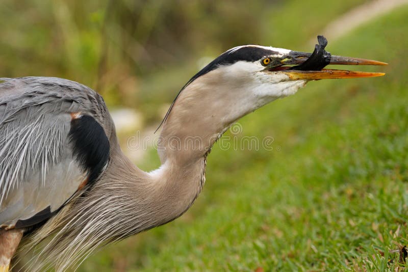 Portrait of Great Blue Heron Eating Fish Stock Image - Image of ...