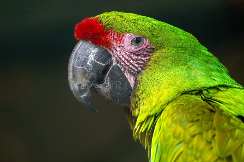 Portrait of a Great Green Macaw Stock Image - Image of forest, tropical ...