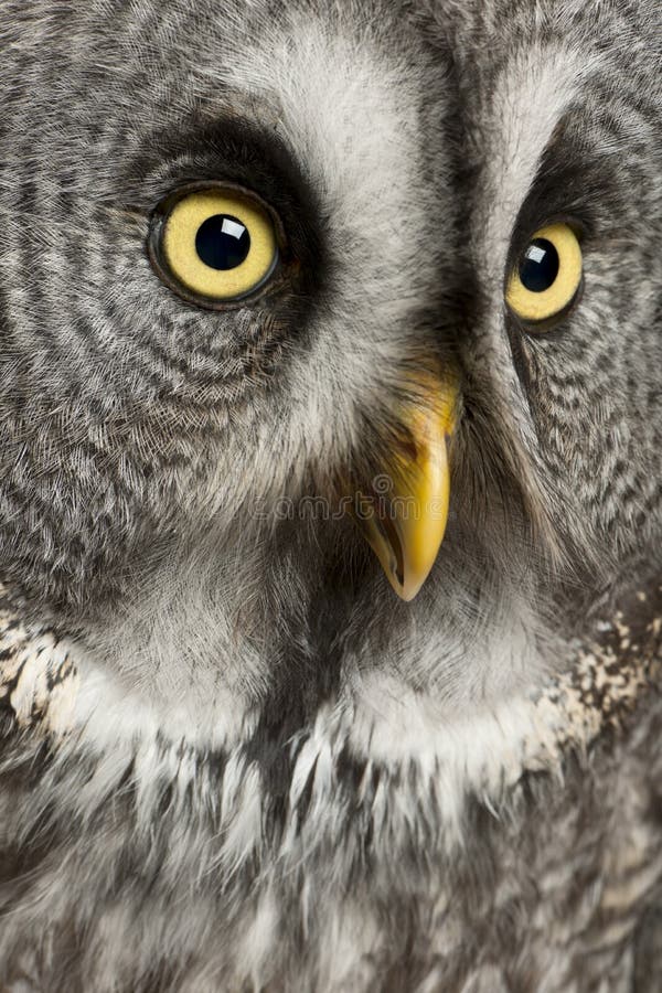 Portrait of Great Grey Owl stock image. Image of detail - 24991515