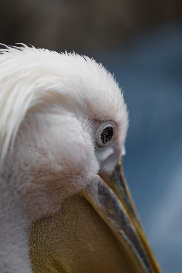 Portrait of a Great White or Eastern Pelican, Pelecanus Onocrotalus ...