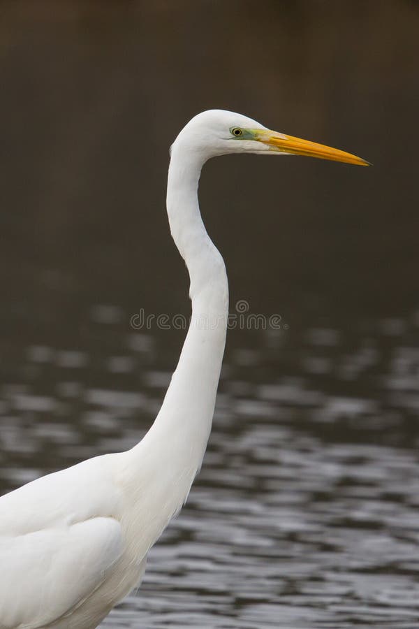 Portrait Great White Egret Egretta Alba Stock Photo - Image of nature ...