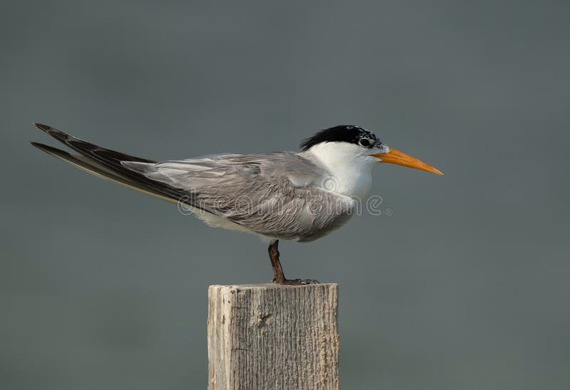 Portrait of a Greater Crested Tern at Busaiteen Coast, Bahrain Stock ...