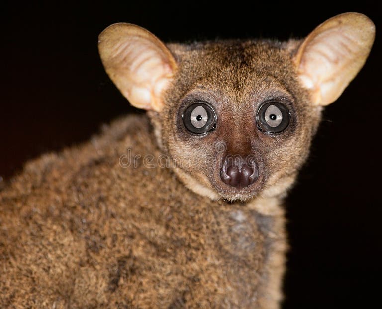 Baby Galago Stock Photos - Free & Royalty-Free Stock Photos from Dreamstime
