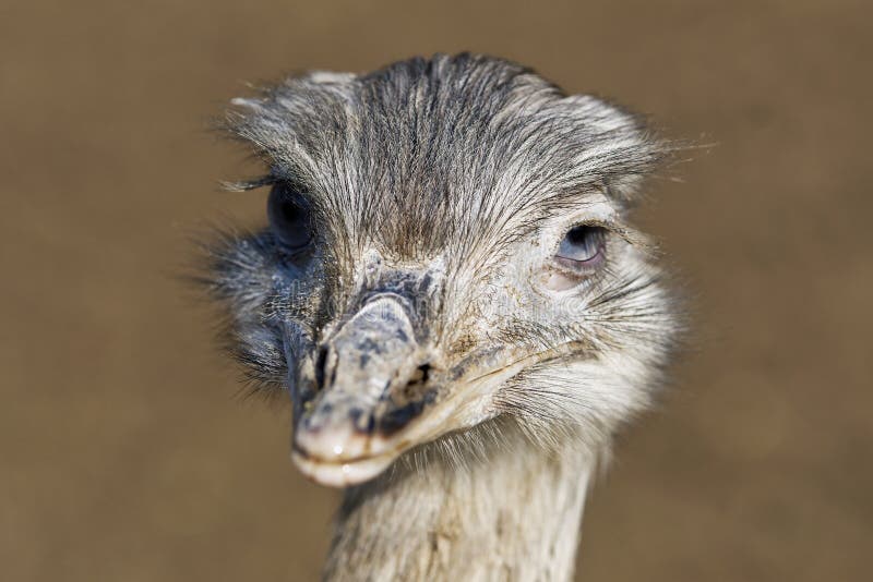 Portrait of Greater Rhea Rhea Americana Stock Photo - Image of close ...