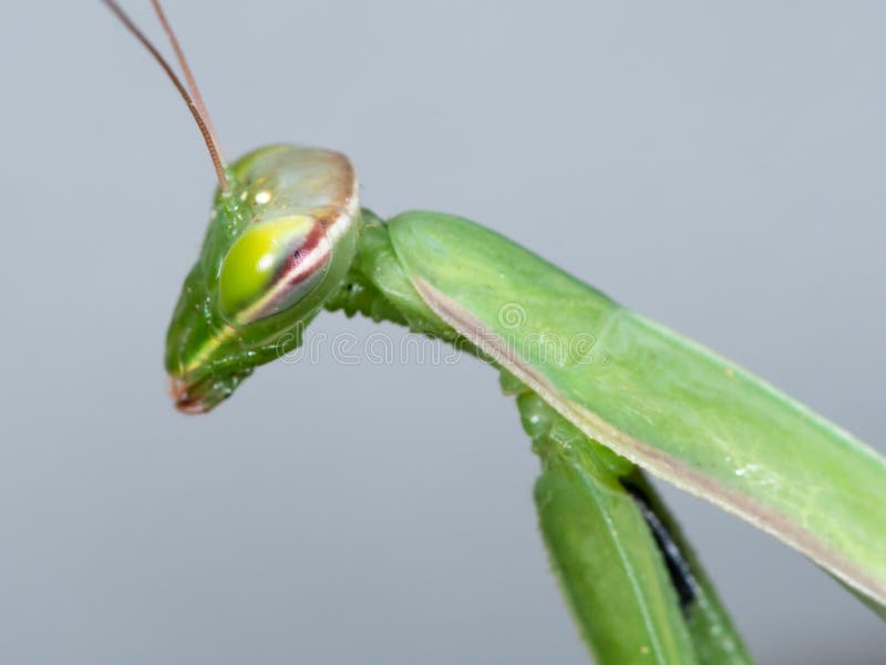Portrait of a Green Adult Mantis Religiosa Stock Photo - Image of ...