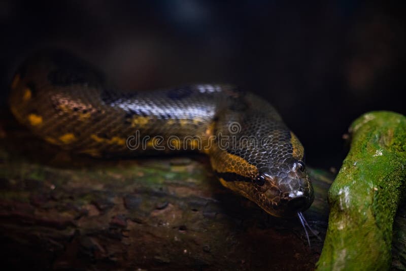Green Anaconda Amazon River Stock Photos - Free & Royalty-Free Stock ...