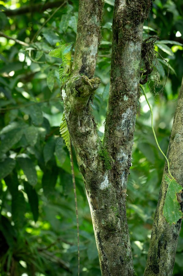 Green Basilisc (Basilicus Plumifrons), Costa Rica Stock Photo - Image ...