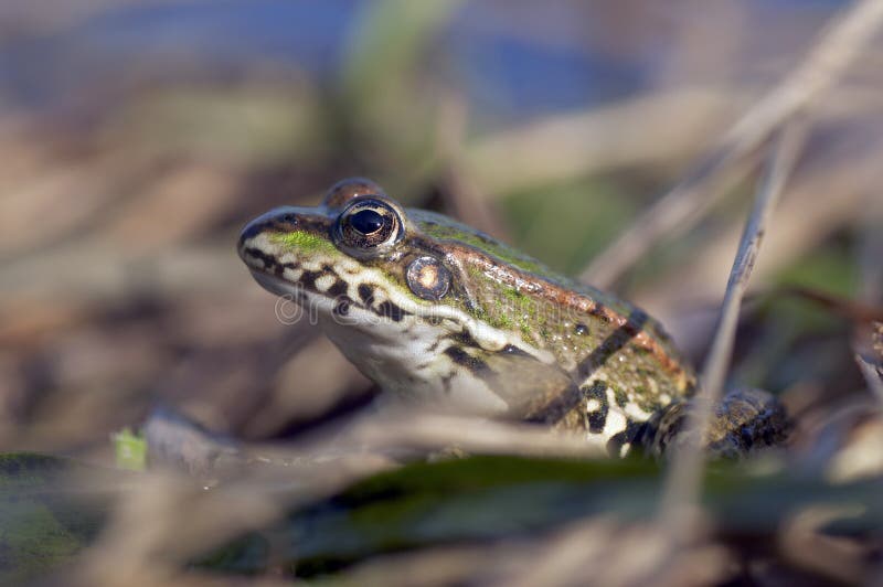 Frog stock image. Image of portrait, wild, nature, head - 30090463