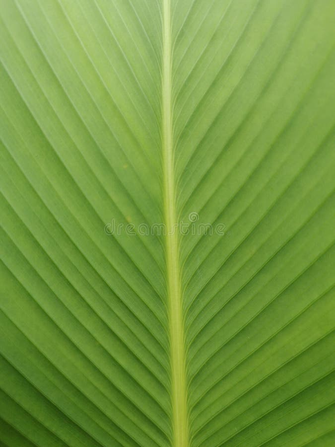 Portrait of a Green Leaf Surface with Neat Leaf Fibers Stock Photo ...