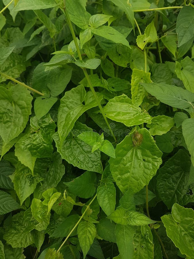 Portrait of Green Leaves Growing Naturally Stock Image - Image of tree ...