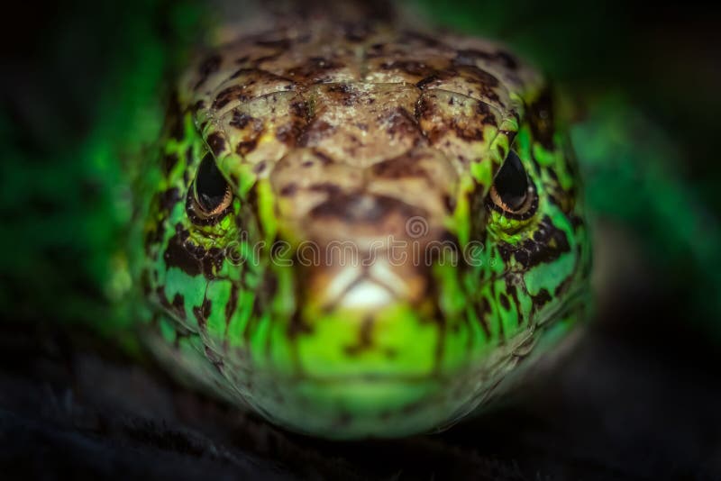 Portrait of a Green Sand Lizard Stock Image - Image of summer, wild ...