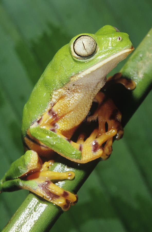Green Tree Frog on Stem Close-up Stock Image - Image of wild, nature ...