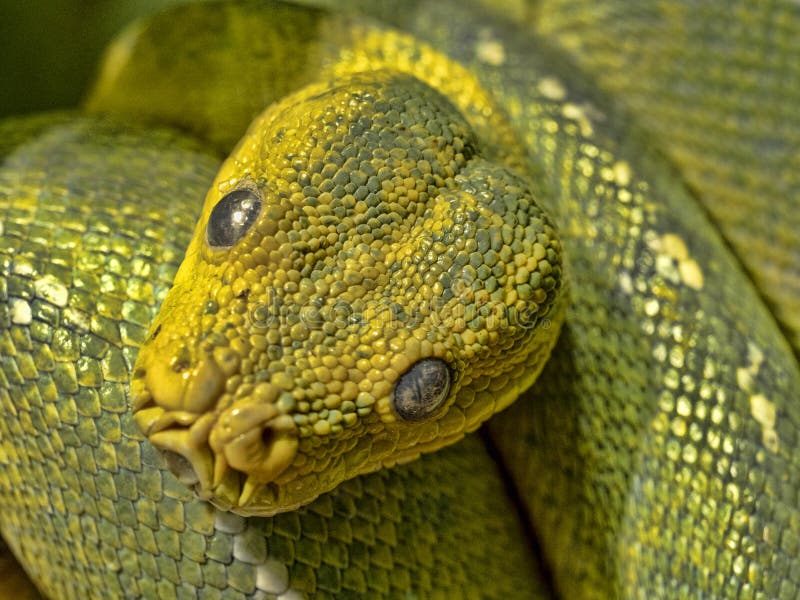 Green Tree Python, Chondropython Viridis in a Typical Position, Twisted ...