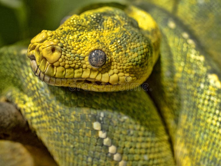 Portrait of Green Tree Python, Chondropython Viridis Stock Photo ...