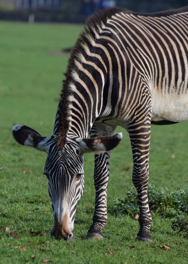 Grevys Zebra stock image. Image of imperial, equus, horse - 103430213