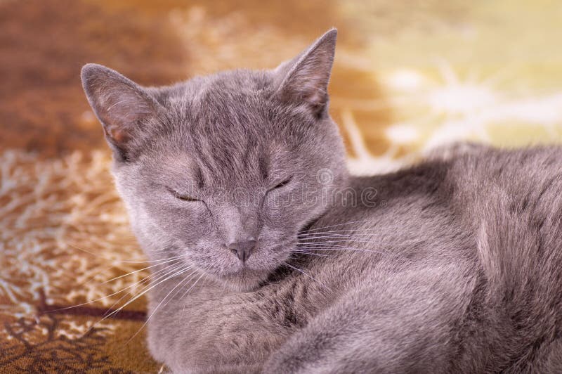 Portrait of Grey Cat Sleeping on Brown Bed Stock Photo - Image of furry ...