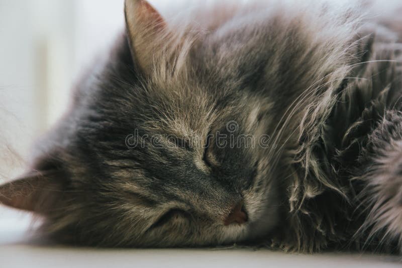 Portrait of Grey Cat Sleeping Stock Photo - Image of furry, kitty ...