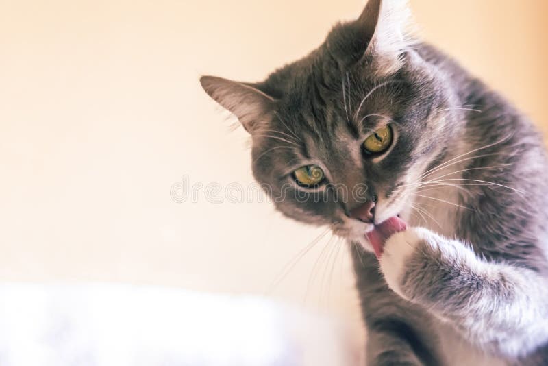 Portrait of Grey Cat Wash His Face Stock Photo - Image of hair ...