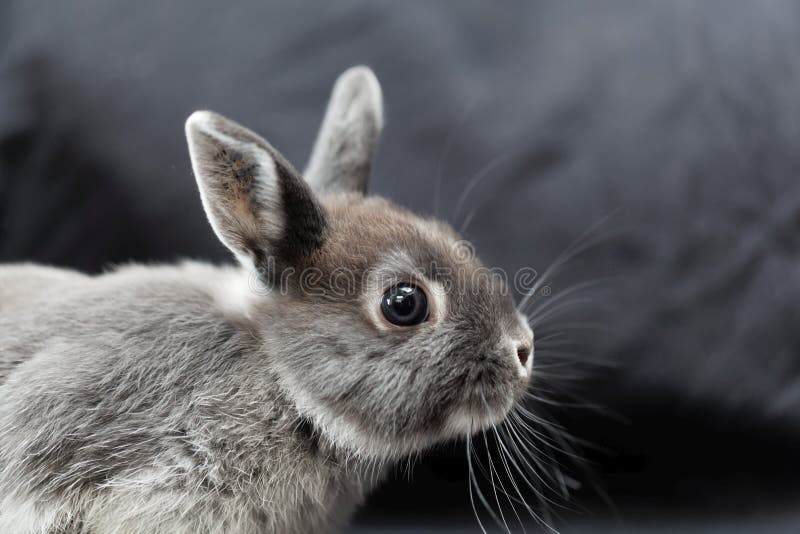 584 Dark Grey Rabbit Stock Photos - Free & Royalty-Free Stock Photos ...