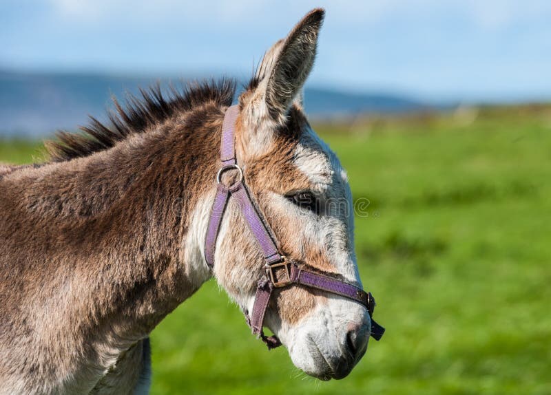 Gray fluffy donkey stock image. Image of pasture, animal - 38812827