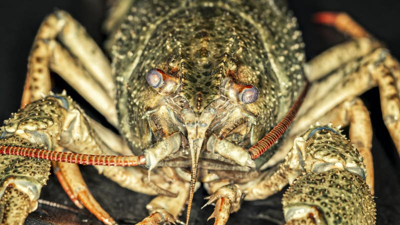 Portrait of Grey-green Crayfish Macro Stock Image - Image of flower ...