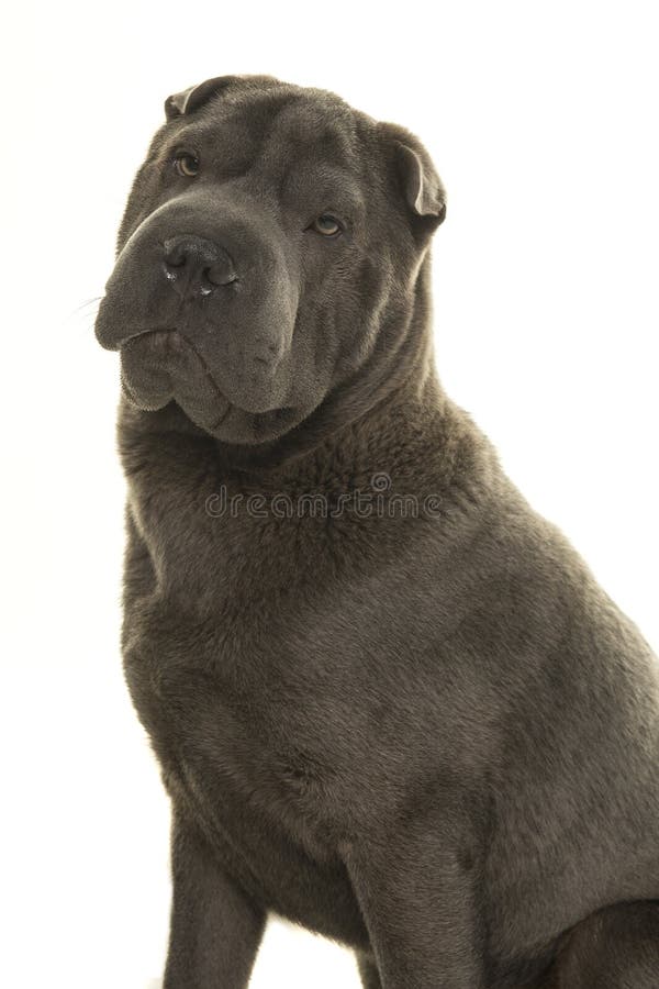 Portrait Of A Grey Shar-pei Dog Looking At The Camera With Mouth Open ...