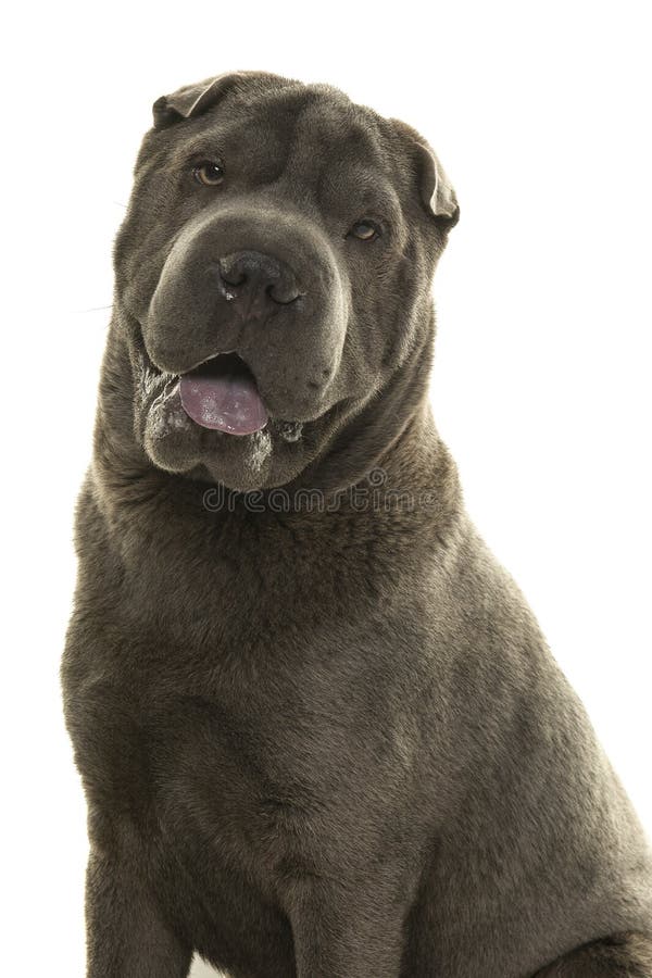 Portrait Of A Grey Shar-pei Dog Looking At The Camera With Mouth Open ...