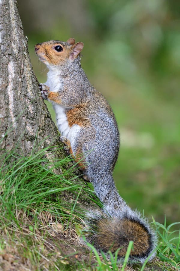 Grey Squirrel Climbing a Tree Stock Photo - Image of nature, portrait ...