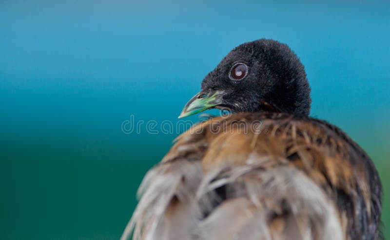 Portrait of a Grey-winged Trumpeter Stock Image - Image of amazonian ...