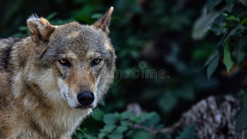 Portrait of a Grey Wolf Canis Lupus, a Close-up Photo of a Predator ...