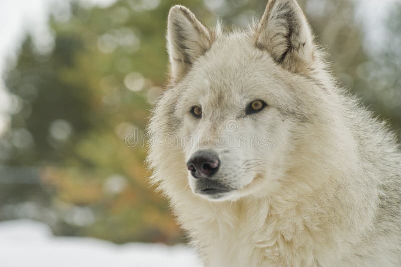 Portrait of a grey wolf stock image. Image of watchful - 55834043