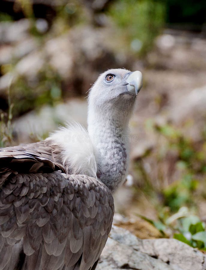 Portrait of a Griffon in a Park Stock Image - Image of beautiful, brown ...