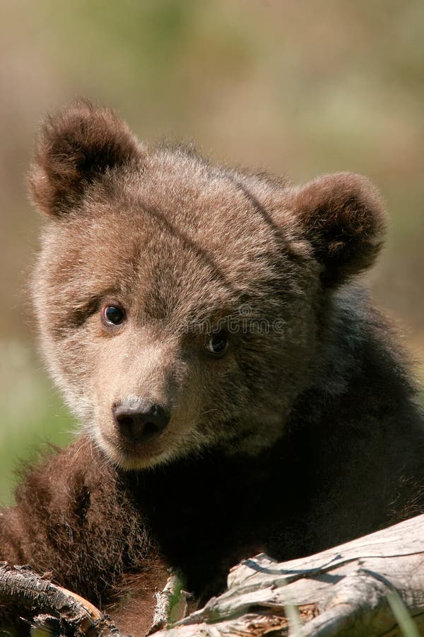 Portrait Of Grizzly Bear Cub Stock Image Image Of Sitting Arctos 50446879