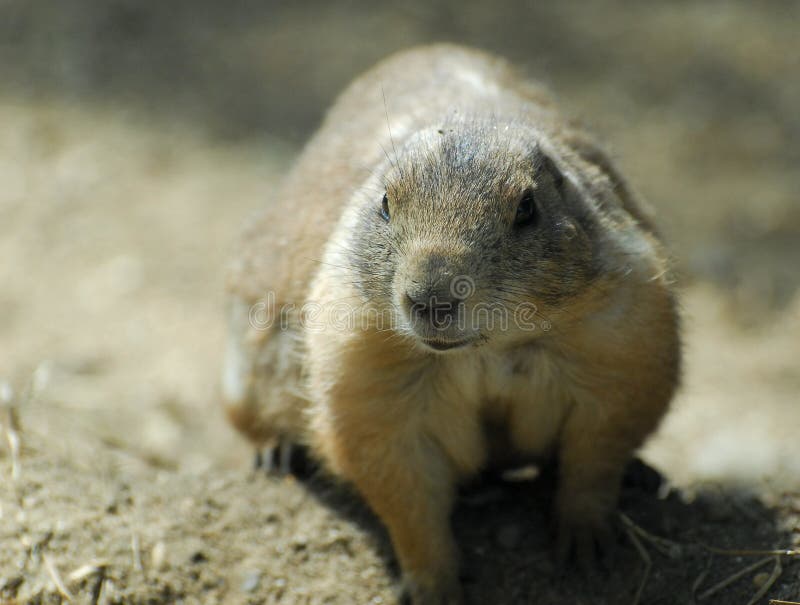 Portrait of a Groundhog stock photo. Image of rodent - 139614290