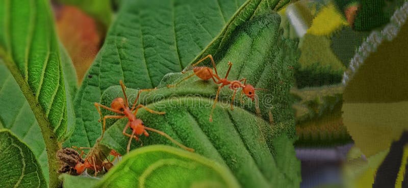 A Portrait of a Group of Ants Looking for Food Stock Image - Image of ...