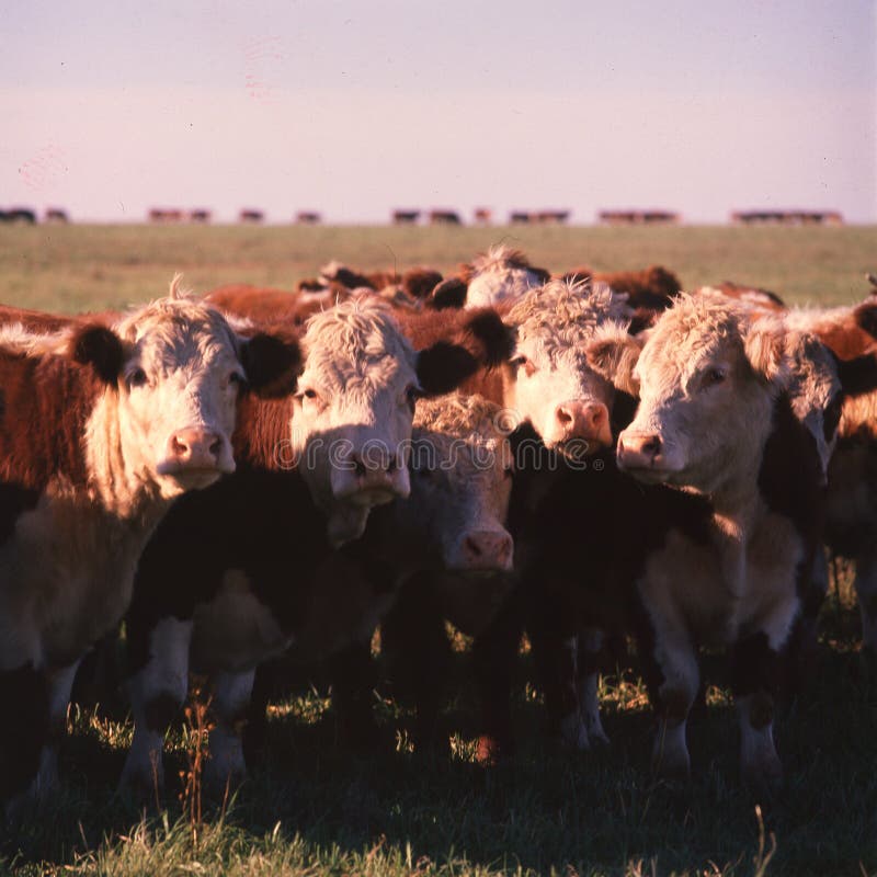 Portrait of a Group of Cows in Various Ages. Hereford Pampa Argentina ...