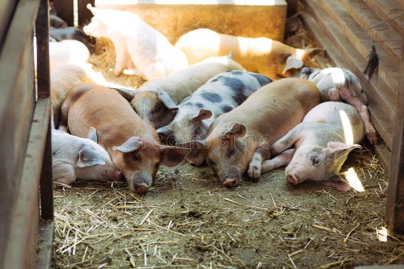 Portrait of a Group of Pigs on the Farm Stock Photo - Image of barnyard ...
